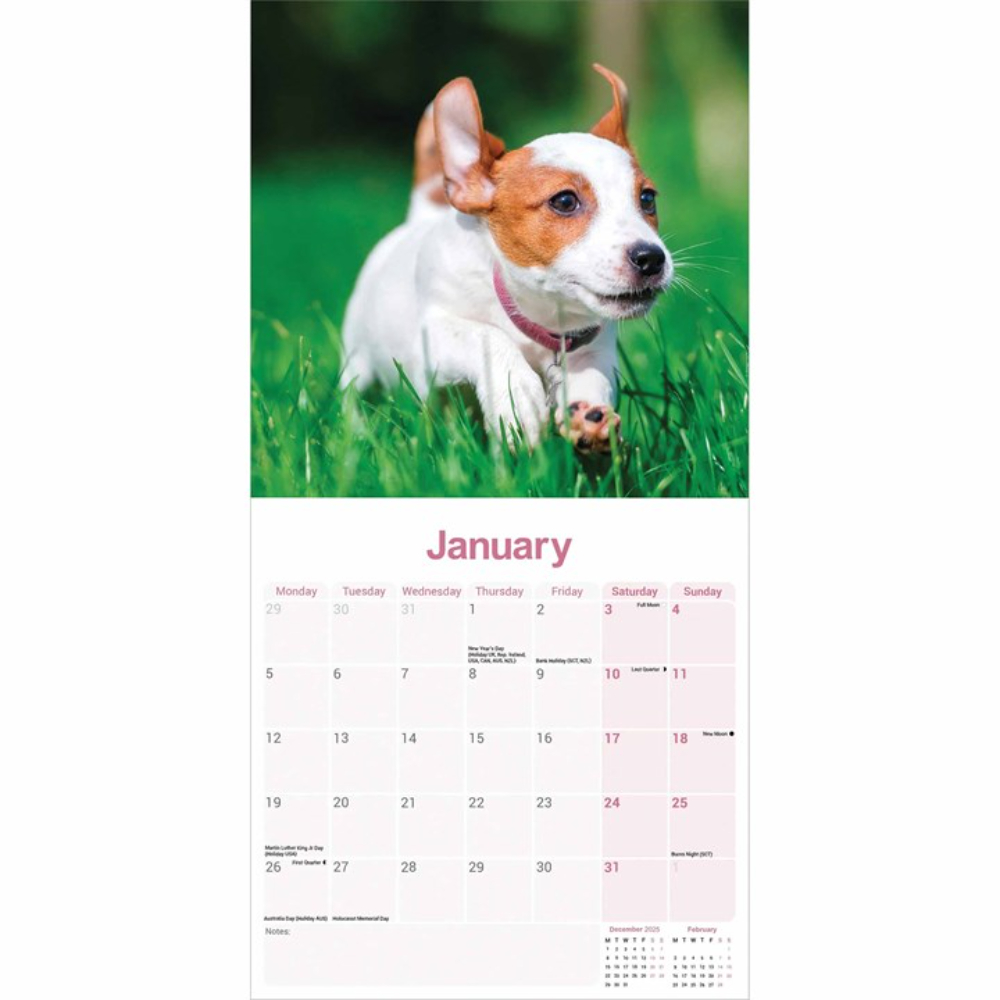 Otter House 2026 Jack Russell Large Month To View Wall Calendar ...