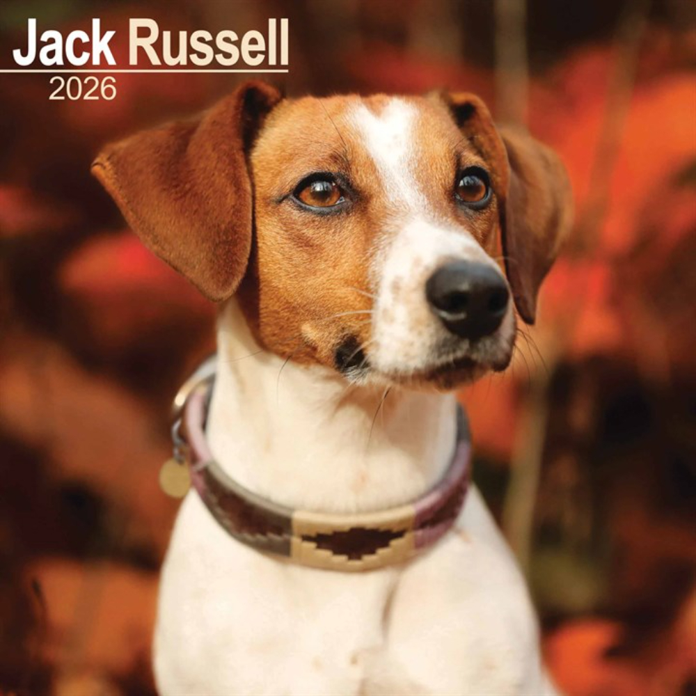 Otter House 2026 Jack Russell Large Month To View Wall Calendar ...